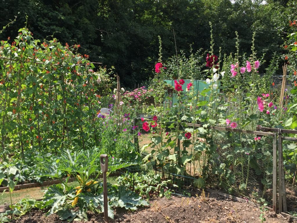 Allotments - Wimborne Cemetery